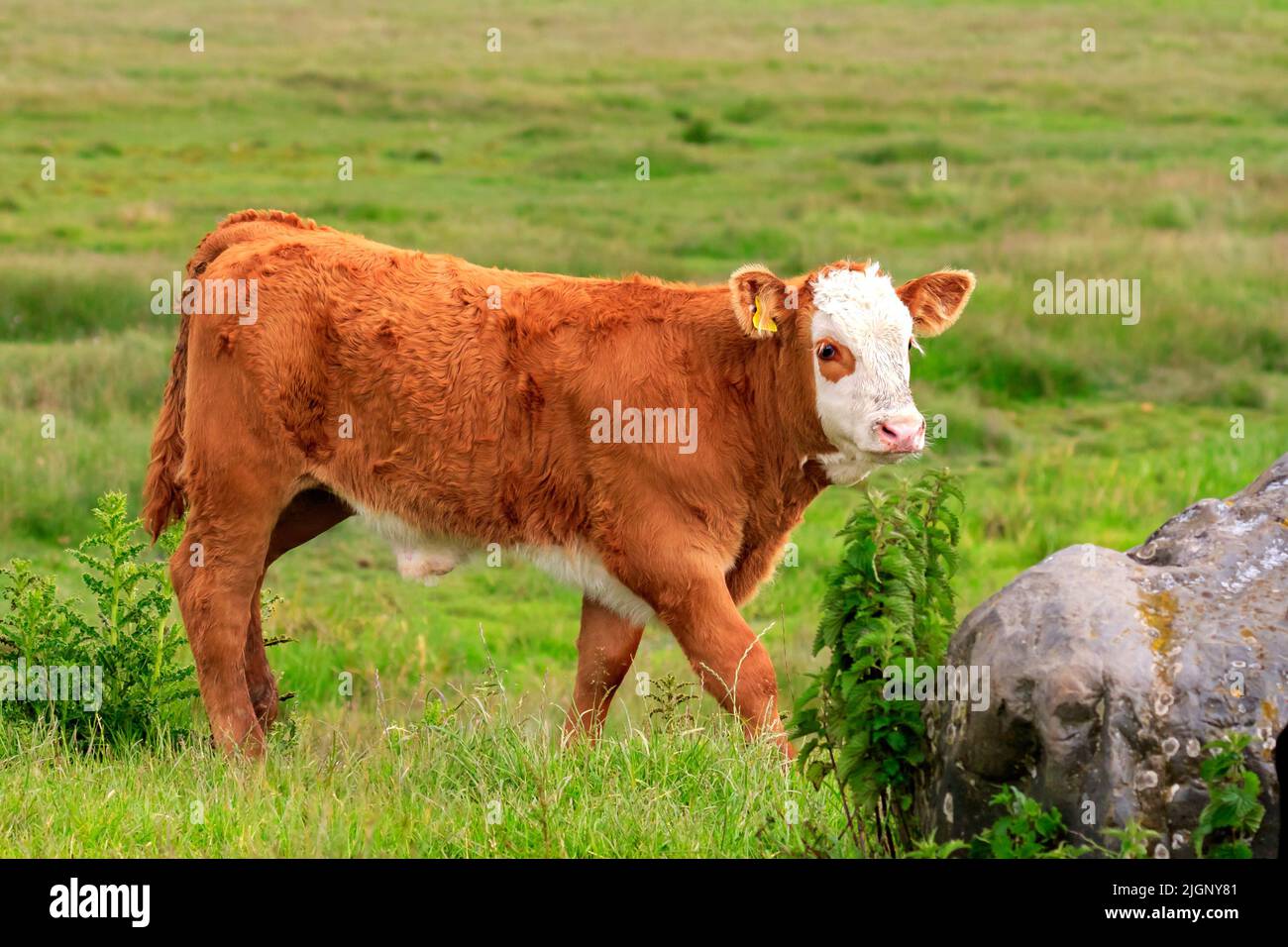 Bull faced hi-res stock photography and images - Alamy