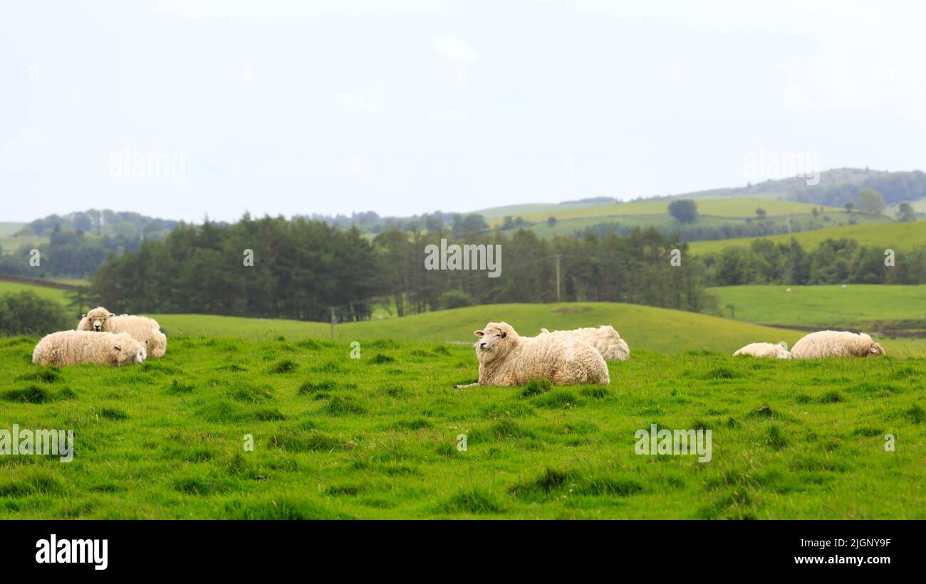 Romney sheep hi-res stock photography and images - Alamy