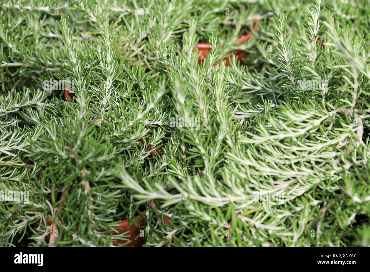 Salvia Rosmarinus plants under the sun in the garden Stock Photo - Alamy
