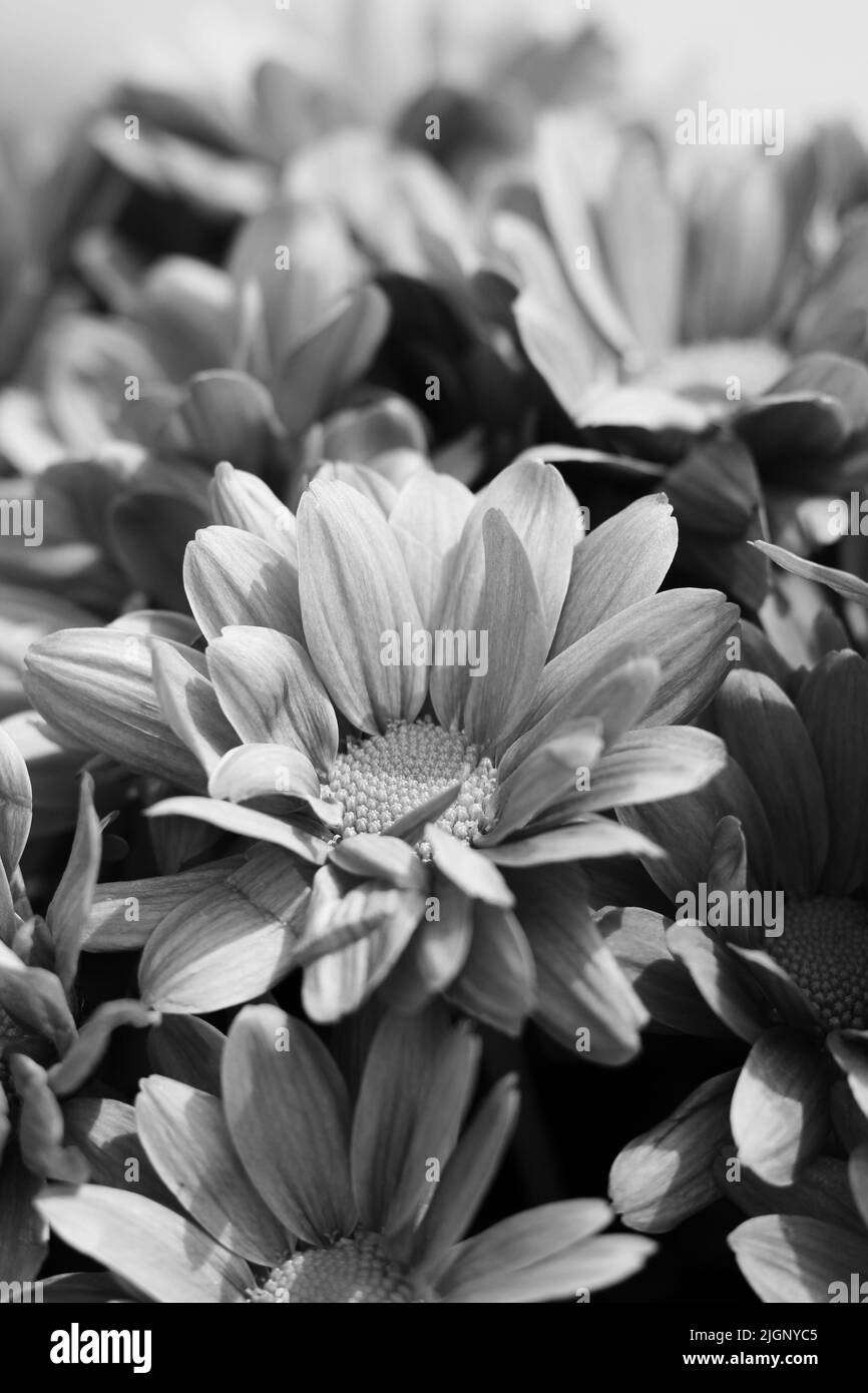 Beautiful bouquet of fresh spring flowers in full bloom in black and ...