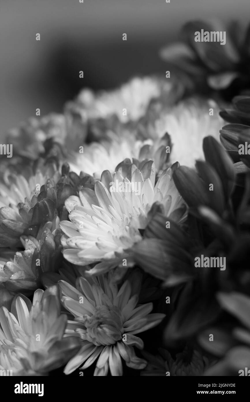 Beautiful bouquet of fresh spring flowers in full bloom in black and ...