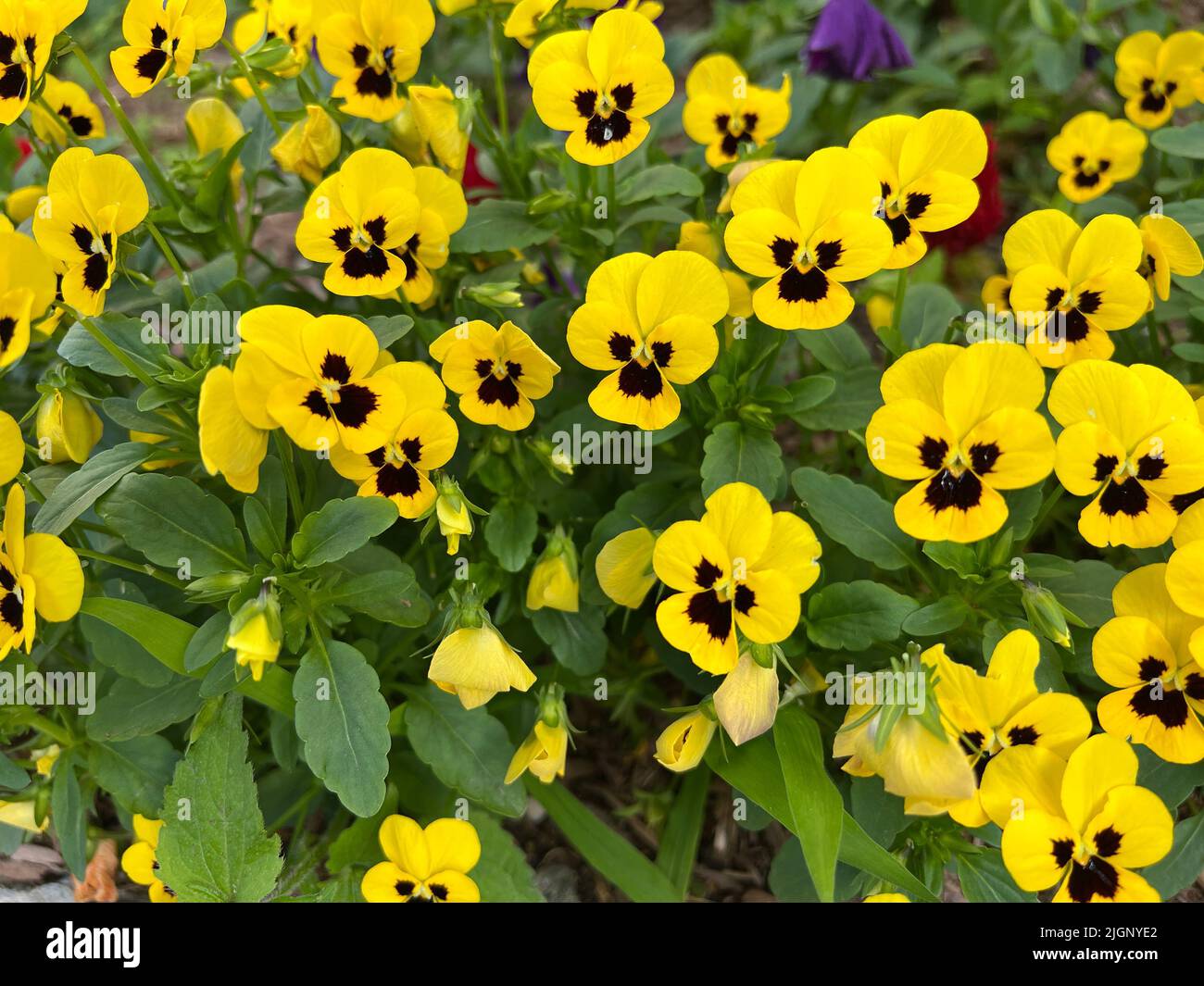 Yellow pansies hi-res stock photography and images - Alamy
