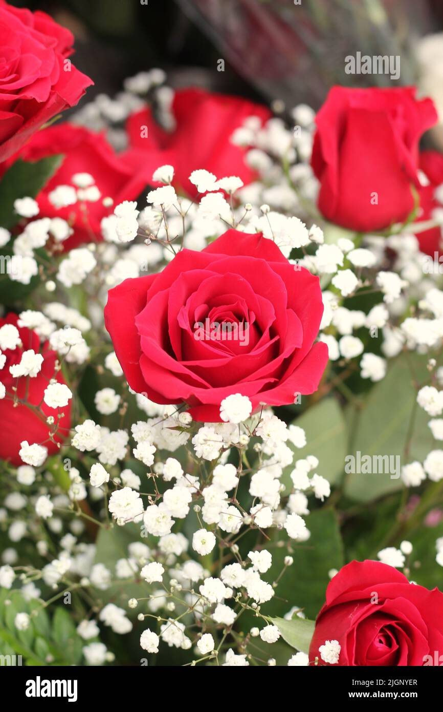 Beautiful fresh roses in full bloom as a gift for a special someone ...