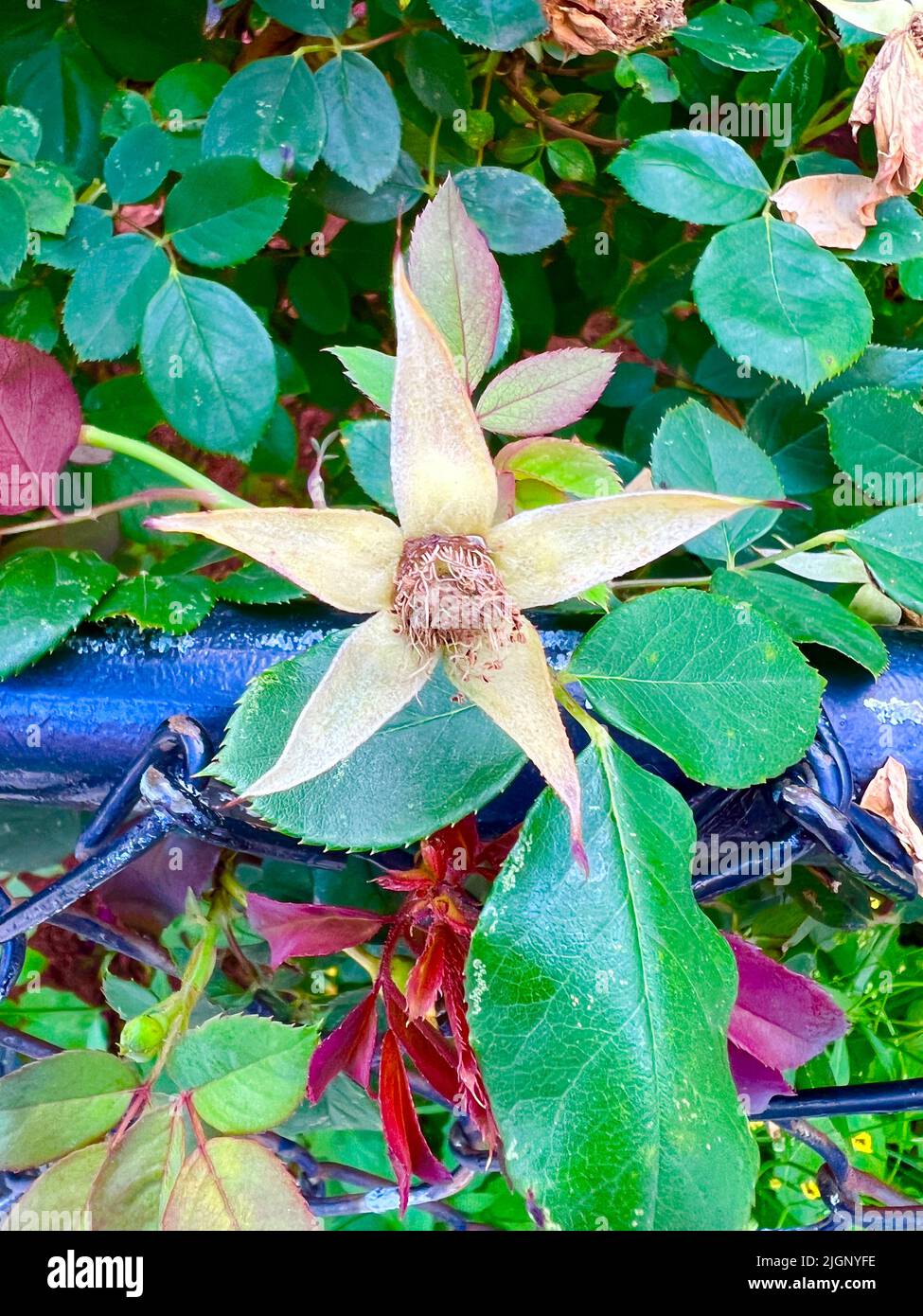 5 petal Star Flower growing along a fence in Brooklyn, NY Stock Photo ...