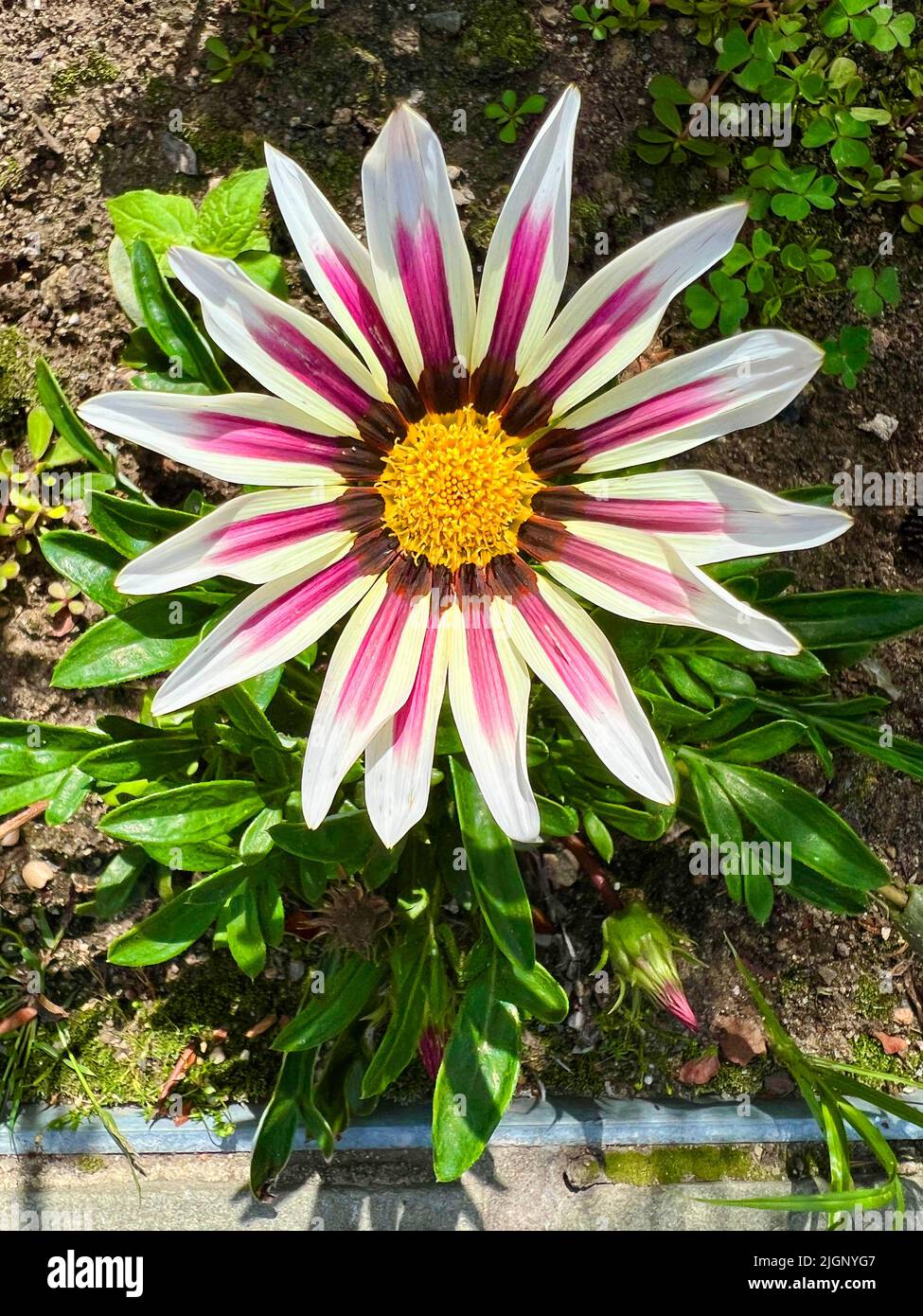 Composite flowers from the Daisy family at the Brooklyn Botanic Garden ...