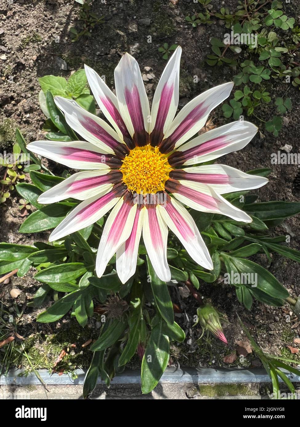 Composite flowers from the Daisy family at the Brooklyn Botanic Garden ...