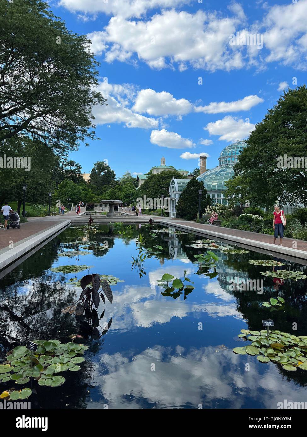 Water lily brooklyn botanic garden hi-res stock photography and images ...