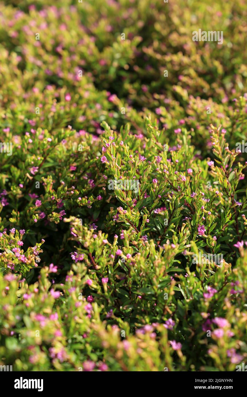 Beautiful Cuphea plants under the sun in the garden Stock Photo - Alamy
