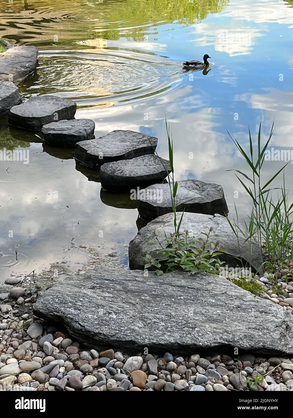 Stepping stones in the pond of the Japanese Garden at the Brooklyn ...