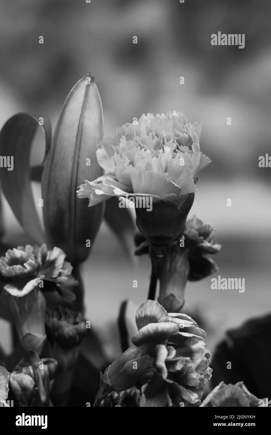 Black Carnation Flower