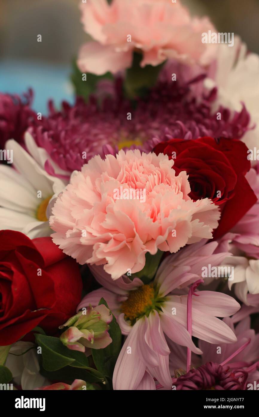 Beautiful pink carnations in full bloom under the summer sun Stock ...