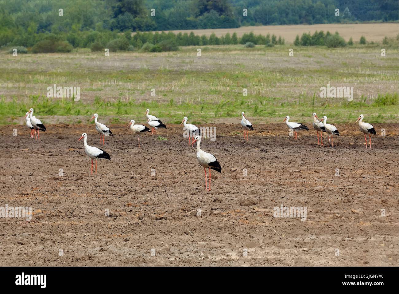 flock of storks on a plowed field in search of food Stock Photo - Alamy