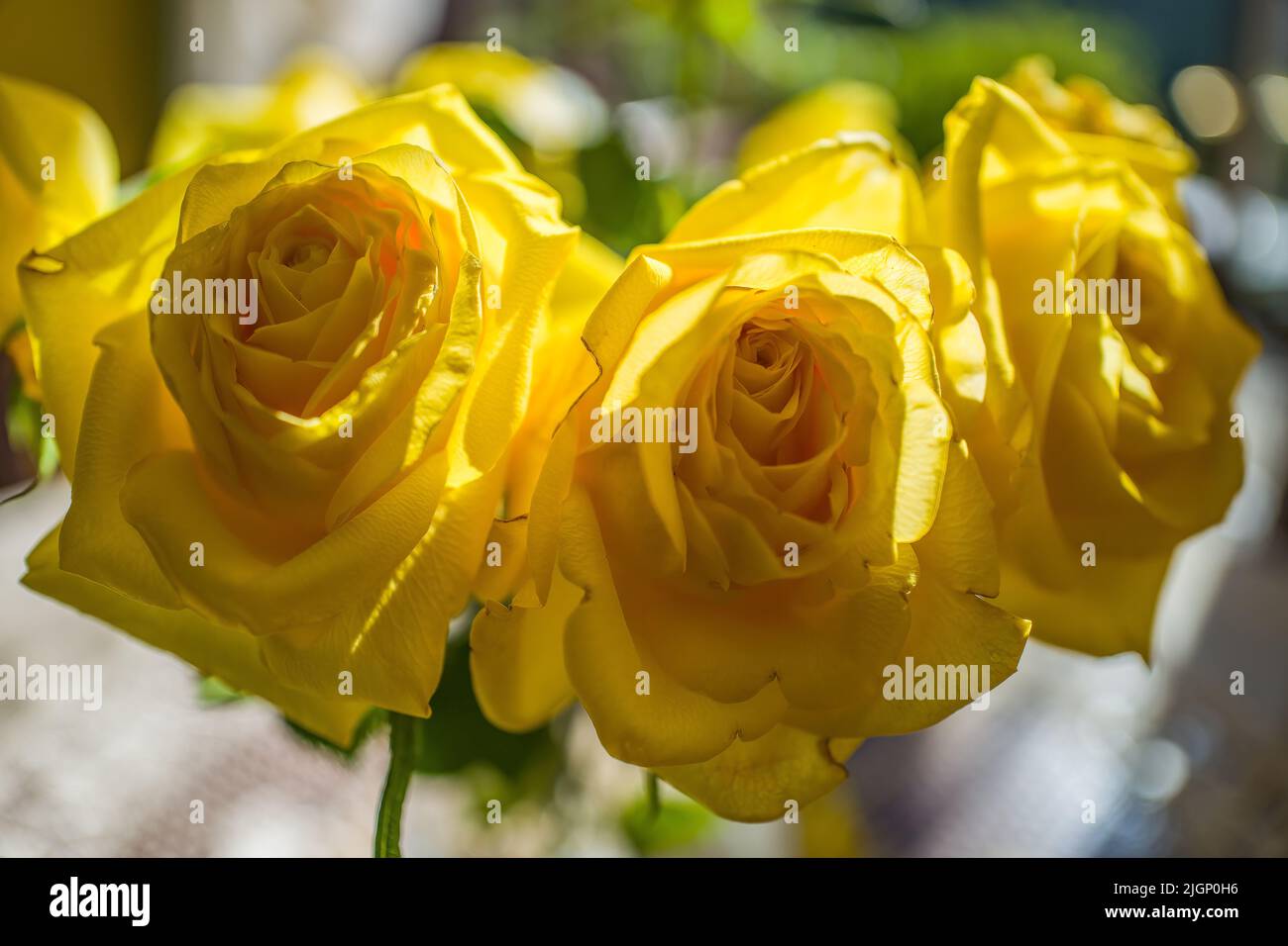 China bourbon hi-res stock photography and images - Alamy