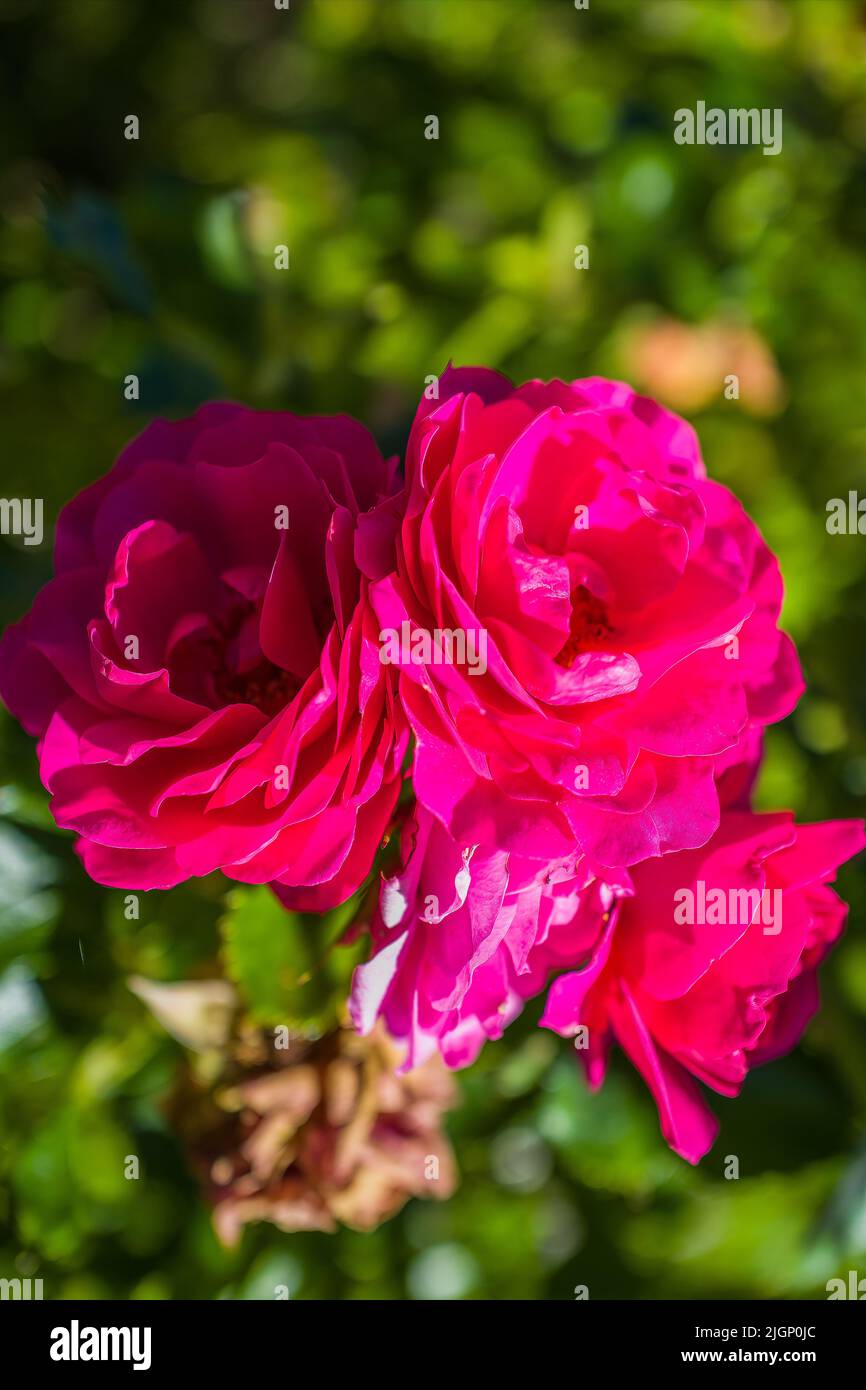 Pink china rose hi-res stock photography and images - Alamy
