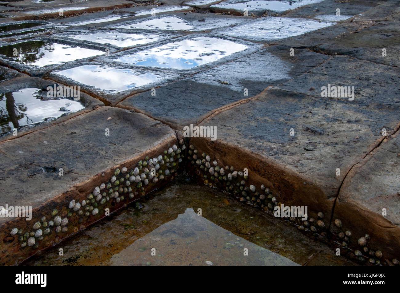Eaglehawk Neck Australia, closeup of detail of tessellated pavement ...
