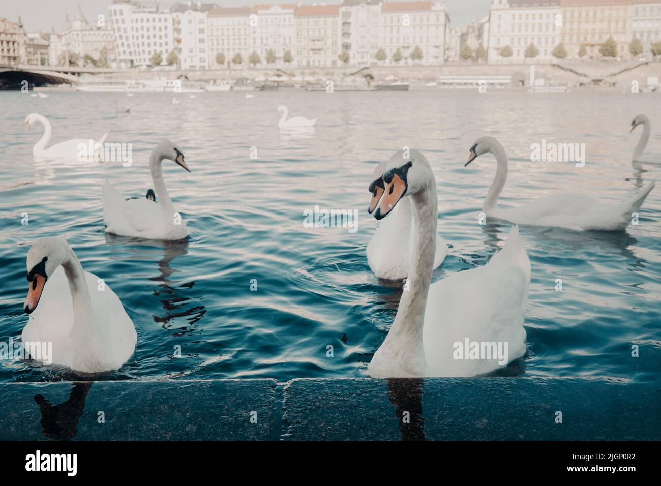 Beautiful swans in Prague on Vltava river. Famous medieval architecture ...