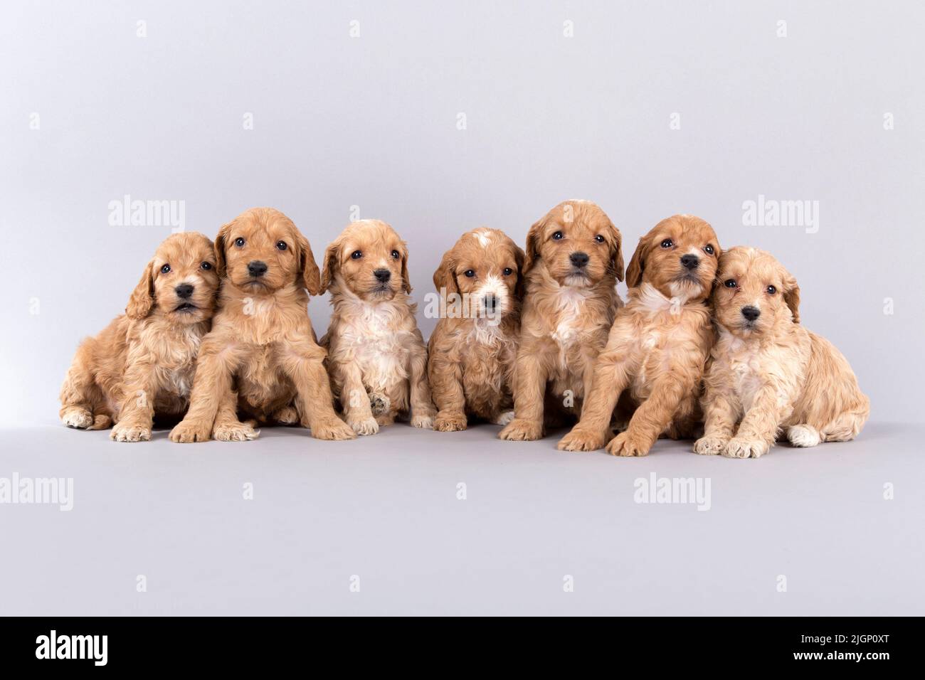 Getting your puppies in a row Stock Photo - Alamy