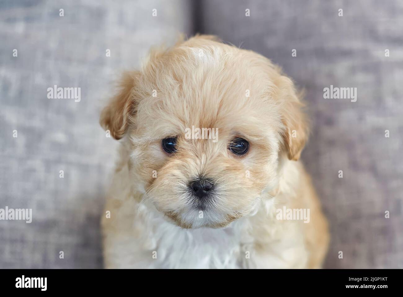charming brown puppy maltipoo looks at the camera Stock Photo - Alamy
