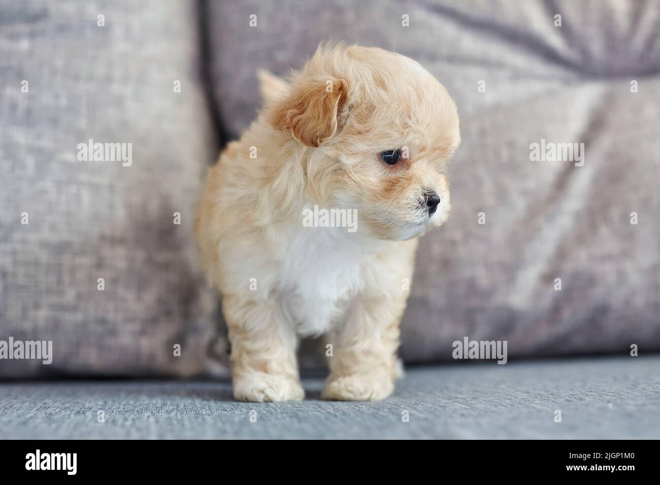 brown puppy maltipoo. a close-up photo of a sitting dog Stock Photo - Alamy