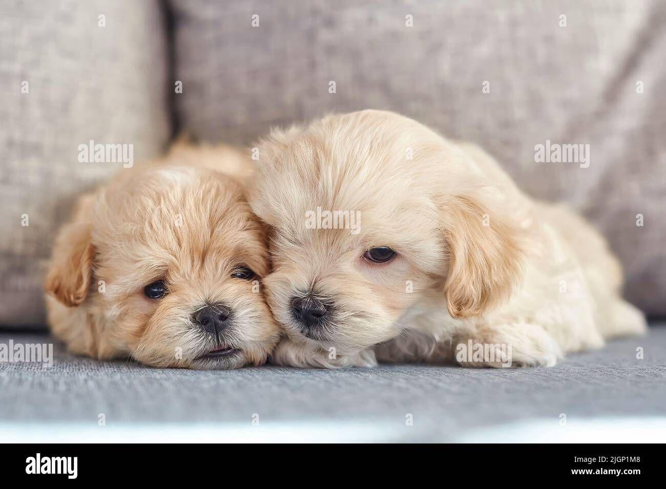 two very small maltipoo puppies lying side by side Stock Photo - Alamy