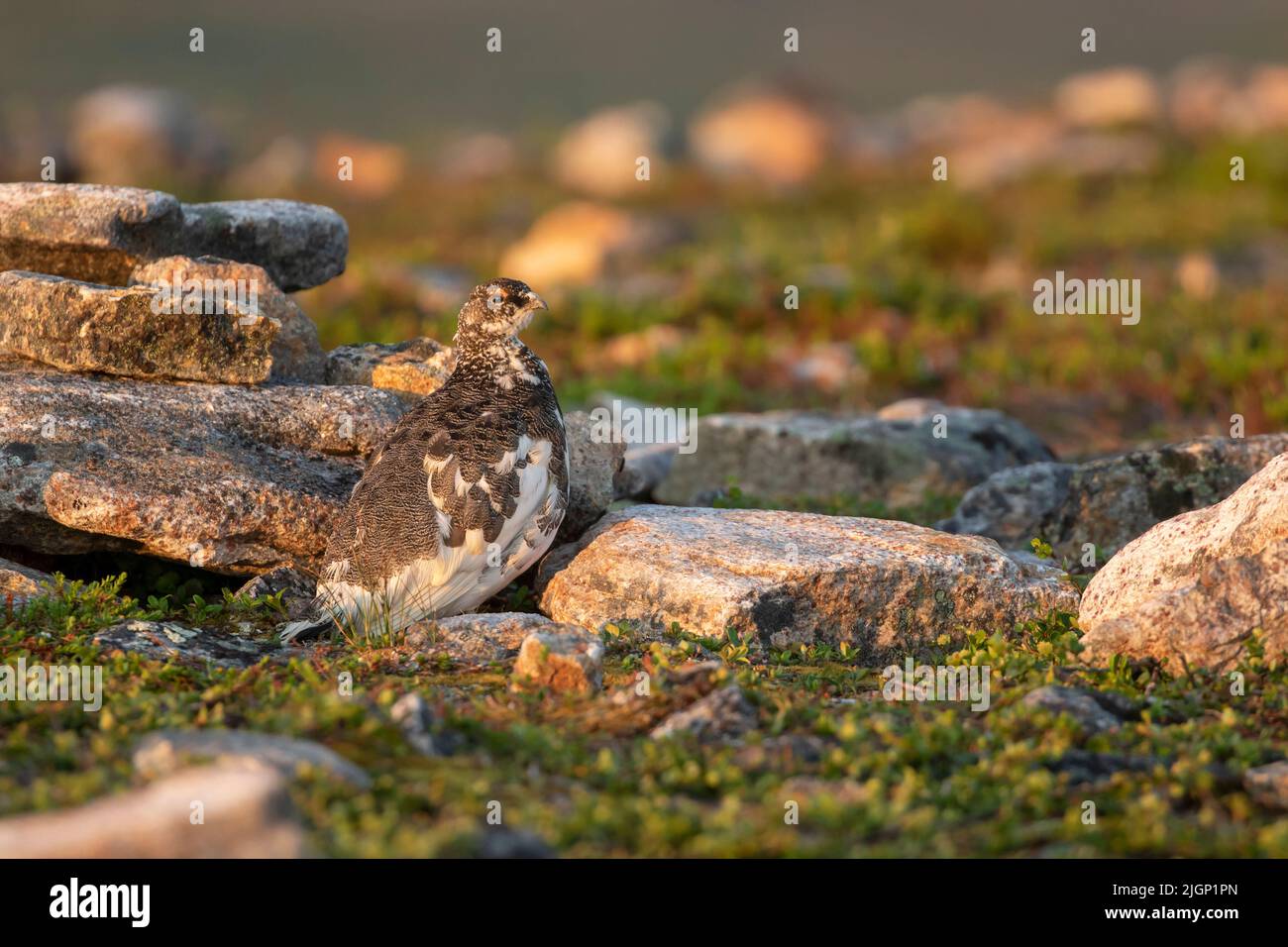 Beautiful bird Rock ptarmigan, Lagopus muta resting between stones on ...