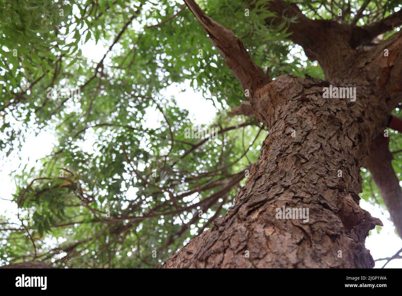 Neem tree trunk Stock Photo - Alamy