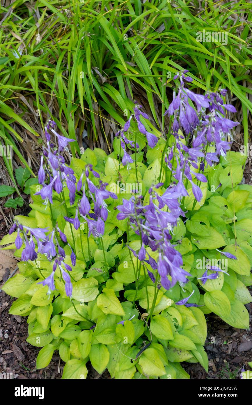 Flowers Plantain Lily Hosta Hydon Sunset Stock Photo - Alamy