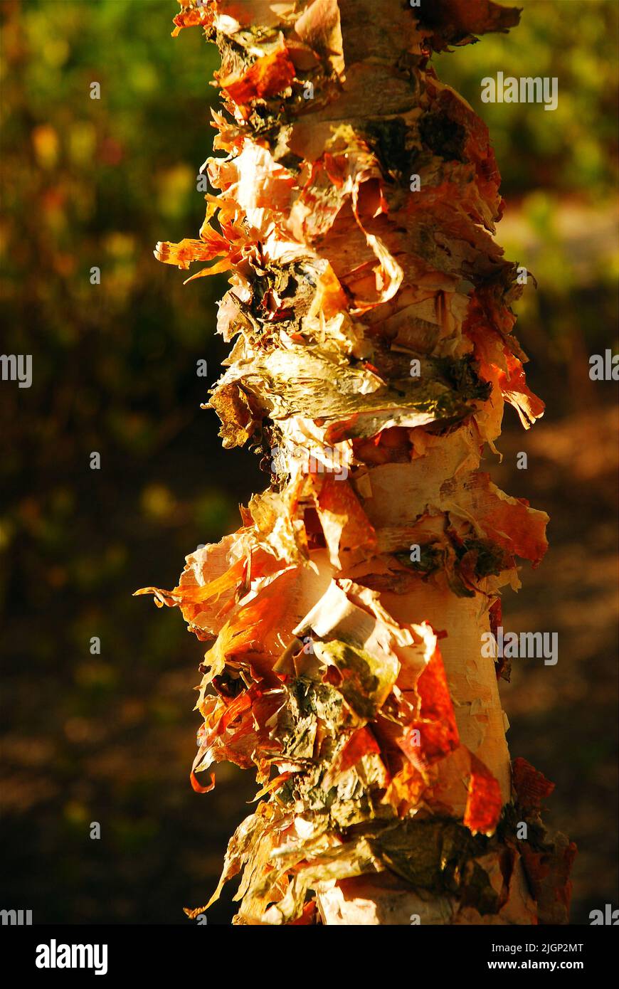 A the bark from a paperback maple tree (Acer griseum) peels and flakes ...
