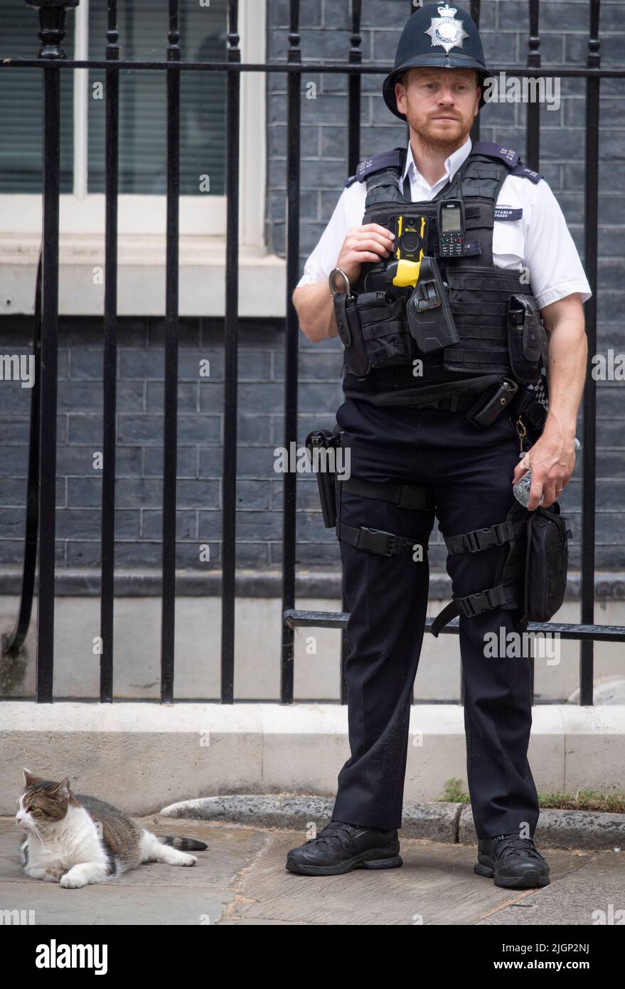 Downing Street, London, UK. 12 July 2022. Larry the 10 Downing Street ...