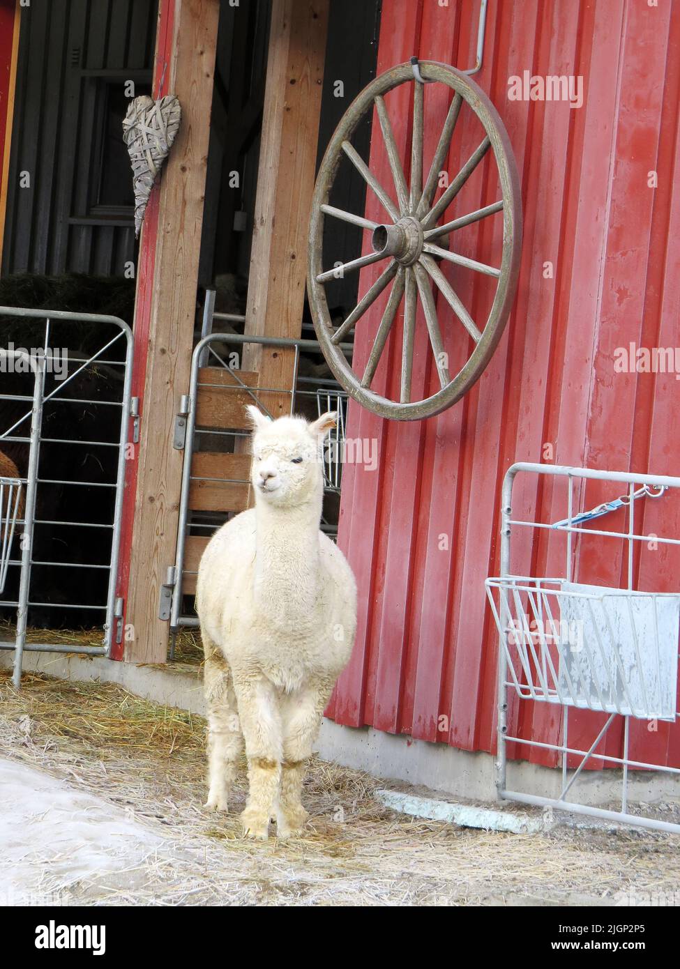 Cute and curious alpaca animal in the farm Stock Photo - Alamy
