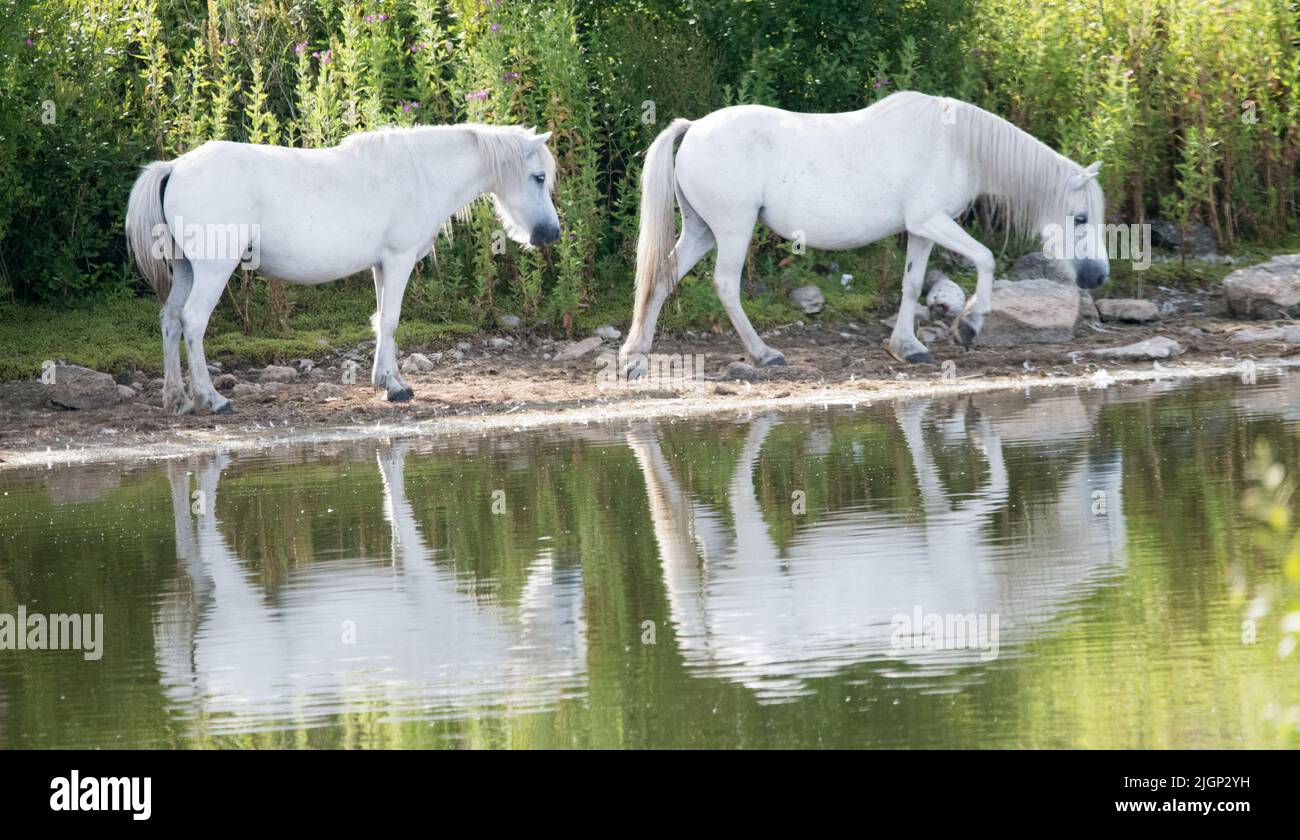 Carneddau pony close up hi-res stock photography and images - Alamy