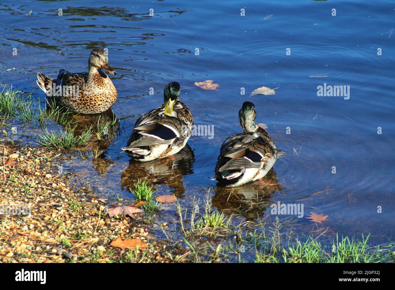 Hen and duckling mallards hi-res stock photography and images - Alamy