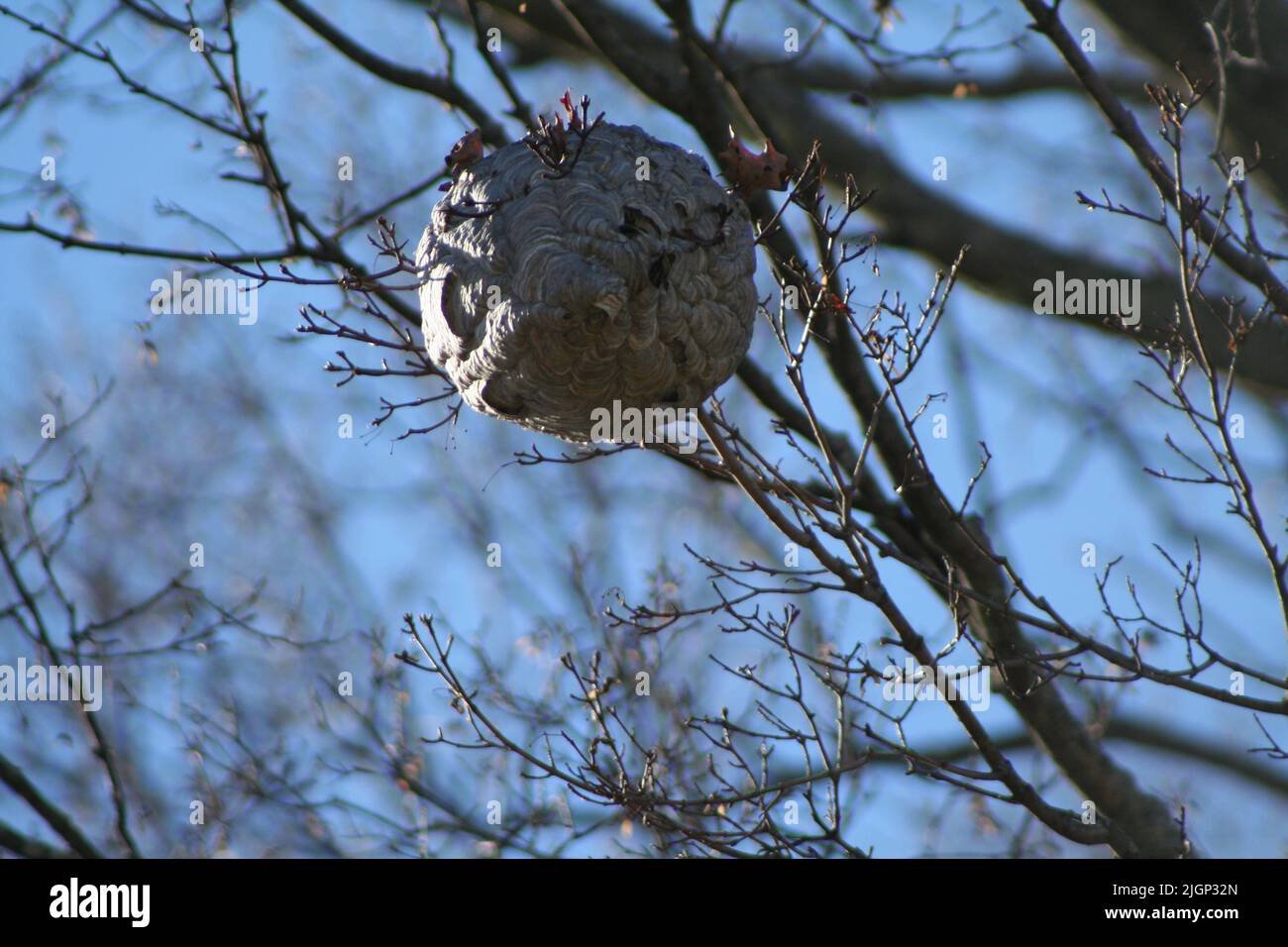 Big beehive hi-res stock photography and images - Alamy