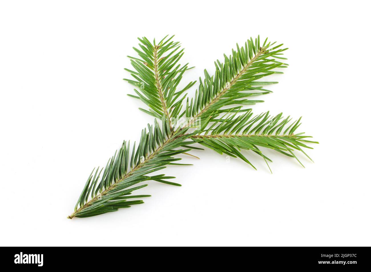 Branch of green spruce needles isolated on white background Stock Photo ...