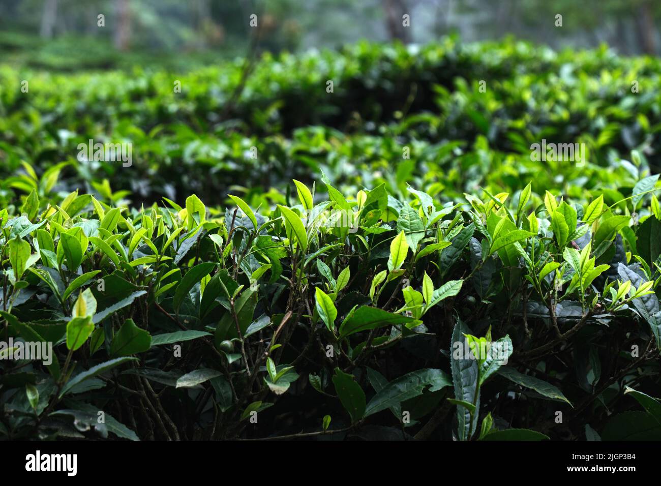 Fresh tea bud leaves.Tea plantations, darjeeling, West Bengal, India ...