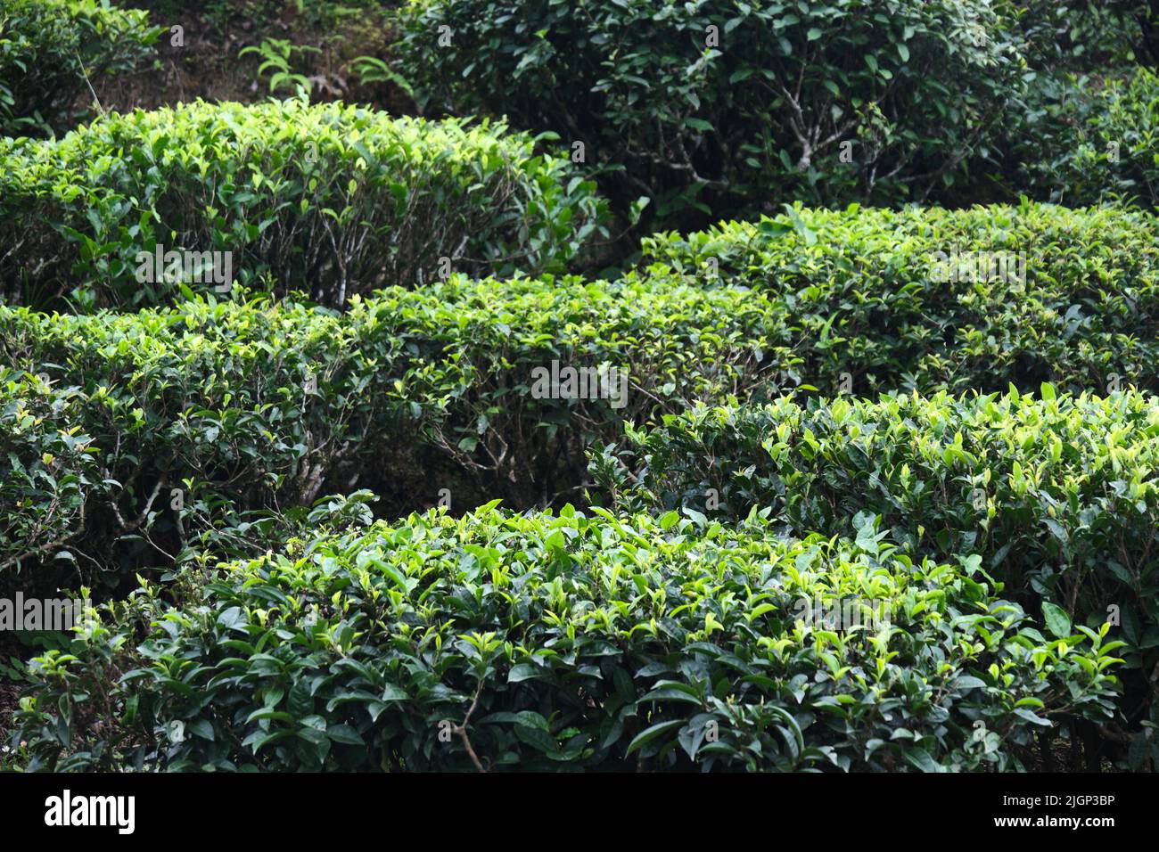 Fresh tea bud leaves.Tea plantations, darjeeling, West Bengal, India ...