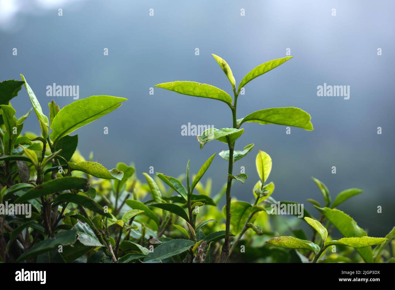 Fresh tea bud leaves.Tea plantations, darjeeling, West Bengal, India ...