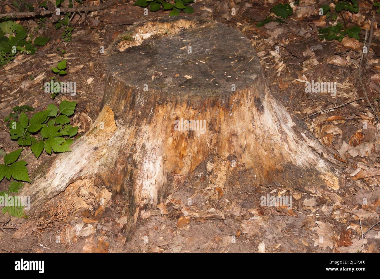 Bark beetles in a tree Stock Photo - Alamy