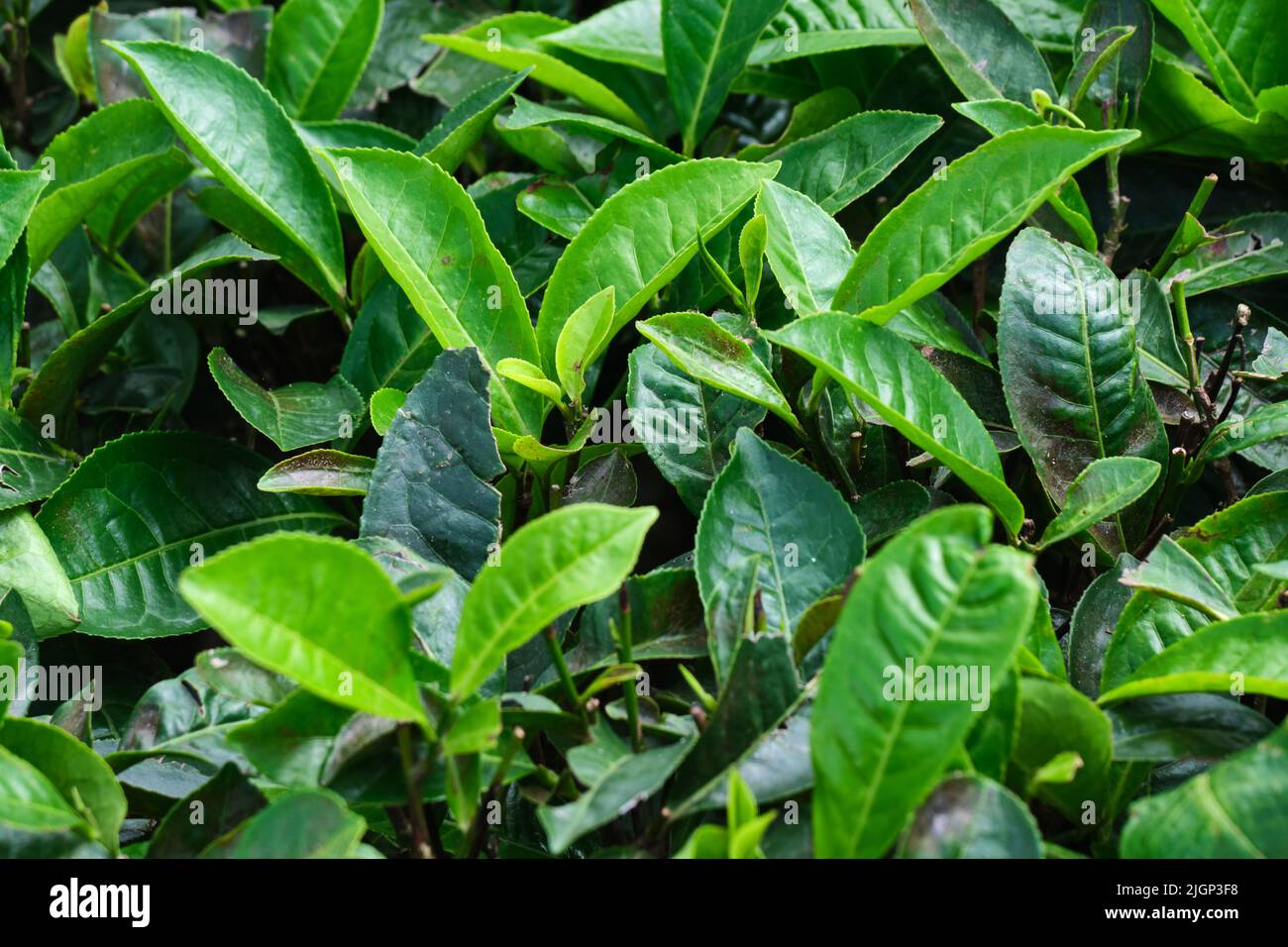 Fresh tea bud leaves.Tea plantations, darjeeling, West Bengal, India ...