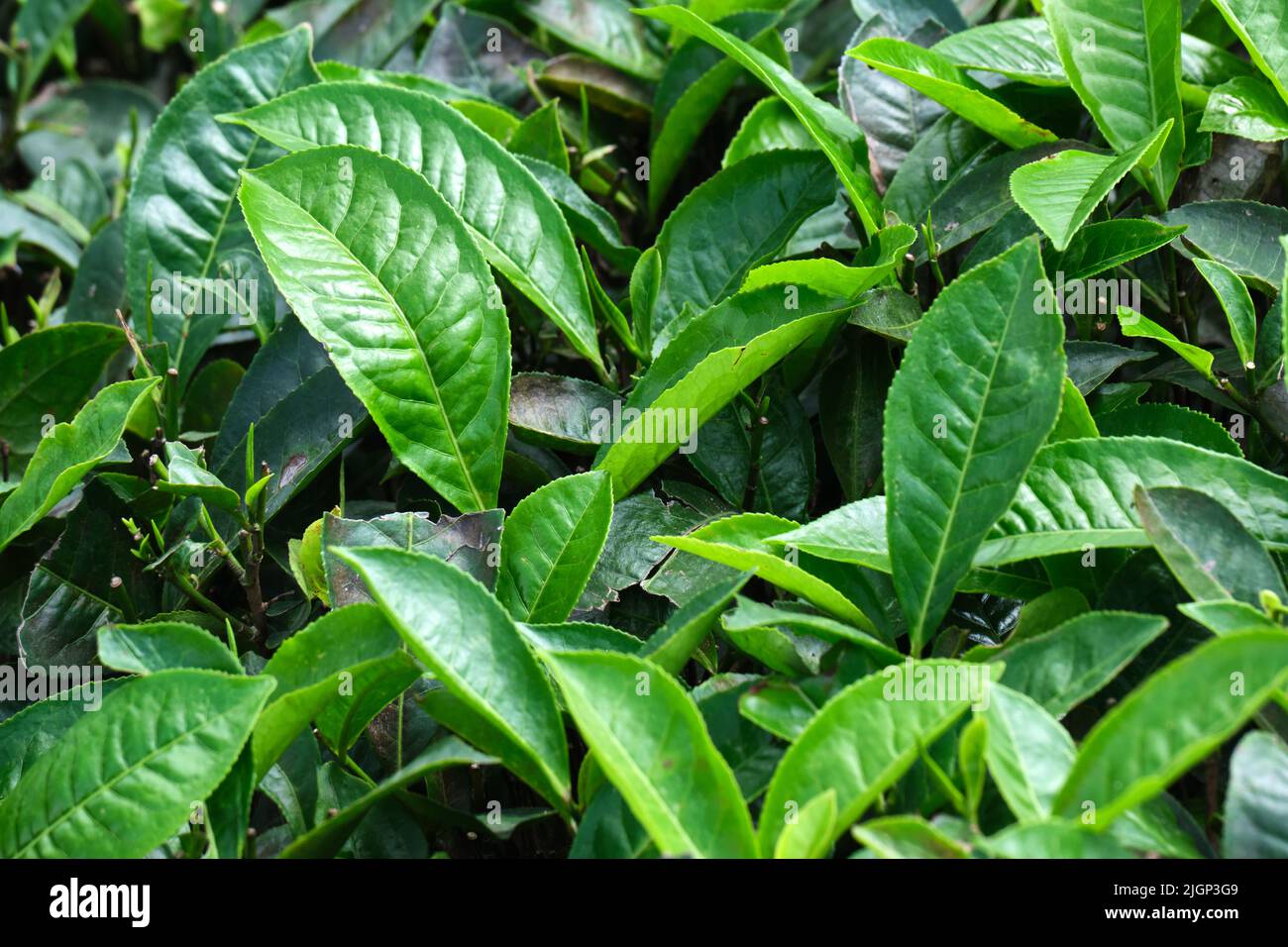 Fresh tea bud leaves.Tea plantations, darjeeling, West Bengal, India ...
