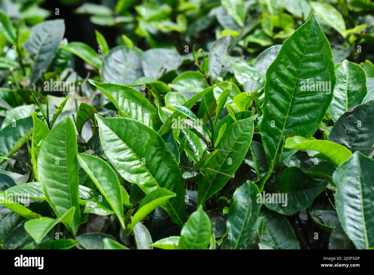 Fresh tea bud leaves.Tea plantations, darjeeling, West Bengal, India ...