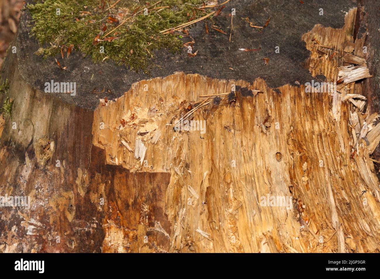 Bark beetles in a tree Stock Photo - Alamy
