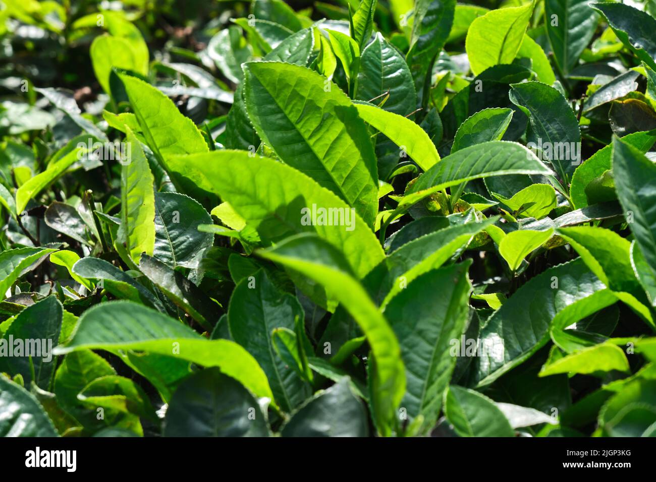 Indian plantations hi-res stock photography and images - Alamy