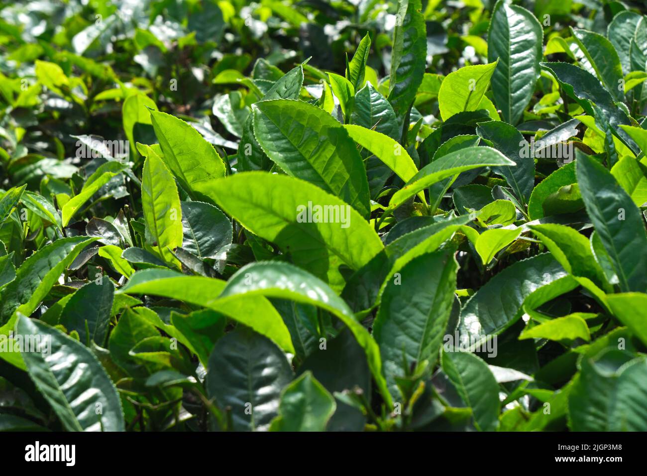 Fresh tea bud leaves.Tea plantations, darjeeling, West Bengal, India ...