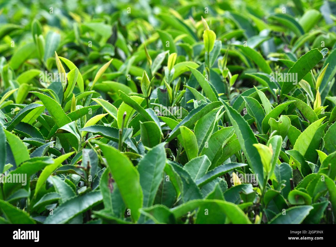 Fresh tea bud leaves.Tea plantations, darjeeling, West Bengal, India ...