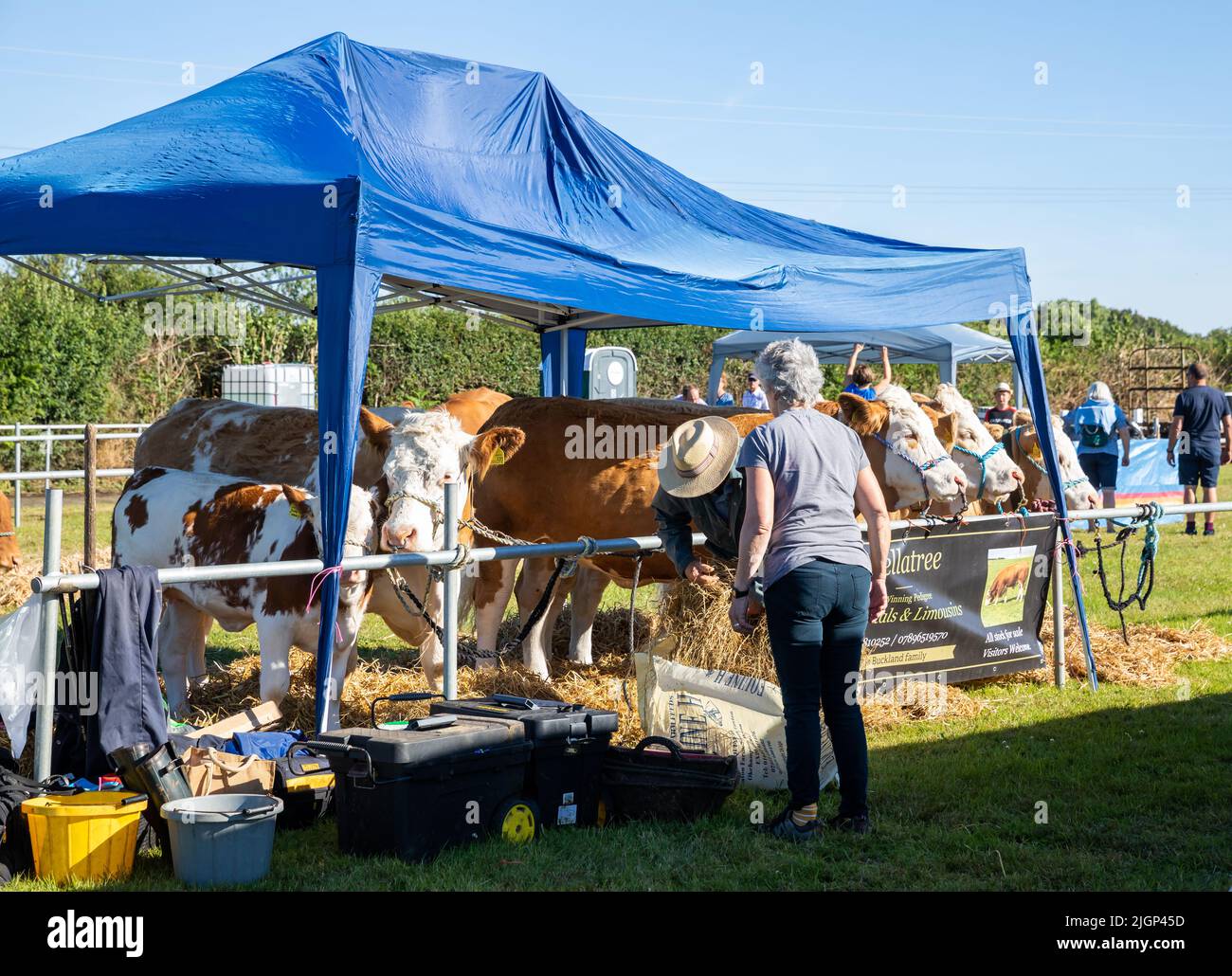 Cattle, cows and bulls, on display at an Agricultural show in Cornwall ...