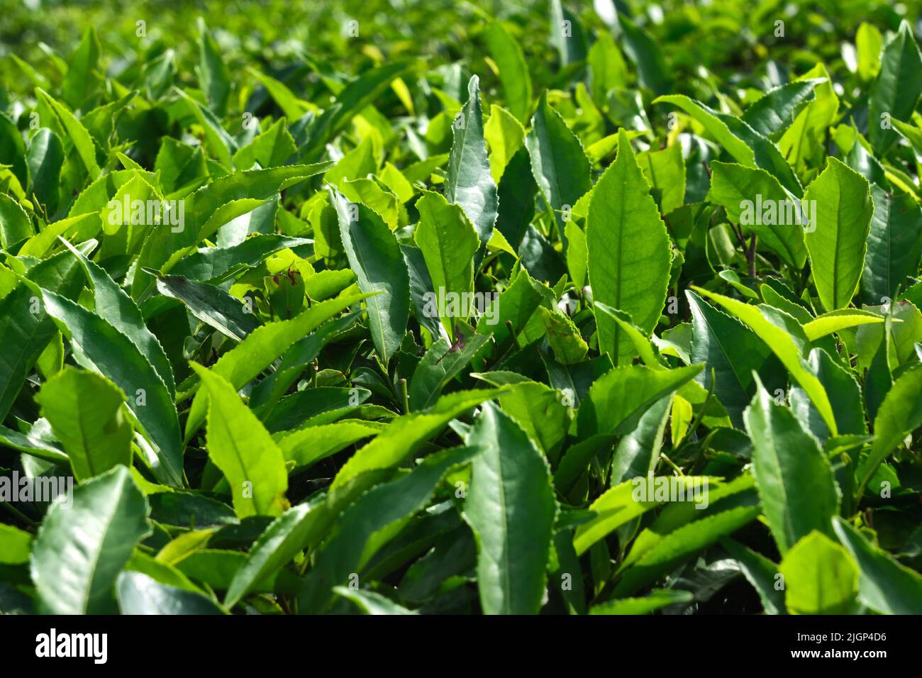 Fresh tea bud leaves.Tea plantations, darjeeling, West Bengal, India ...