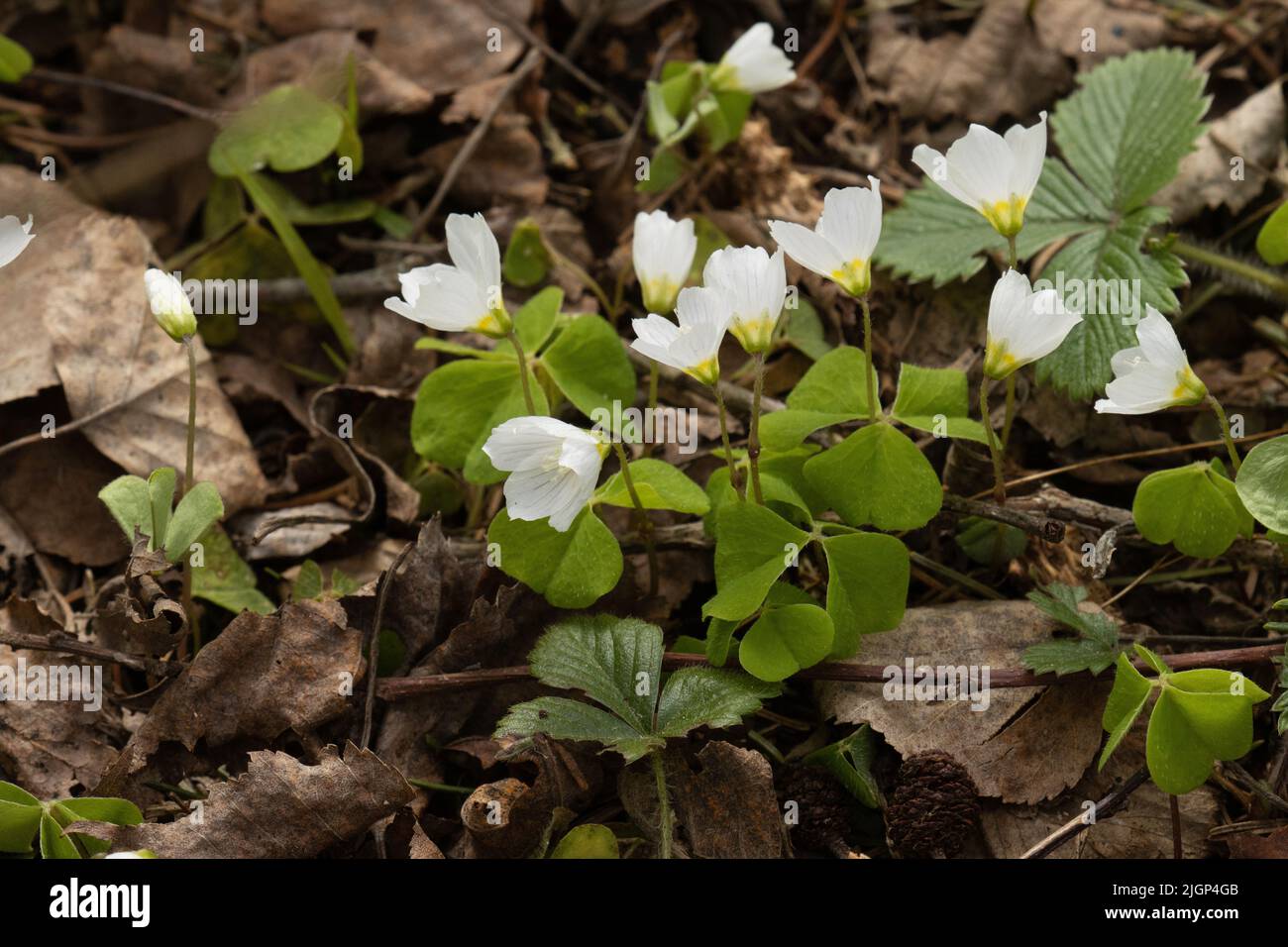 Common wood sorrel, Oxalis acetosella blooming on a late spring evening ...