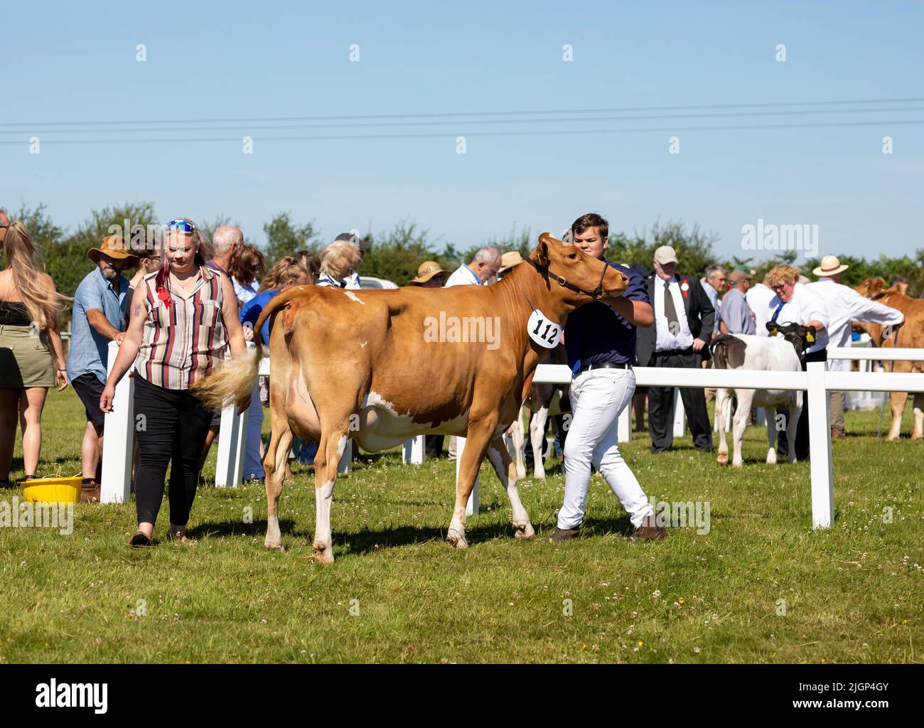 Cattle, cows and bulls, on display at an Agricultural show in Cornwall ...