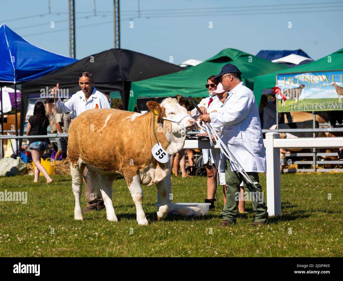 Cattle, cows and bulls, on display at an Agricultural show in Cornwall ...